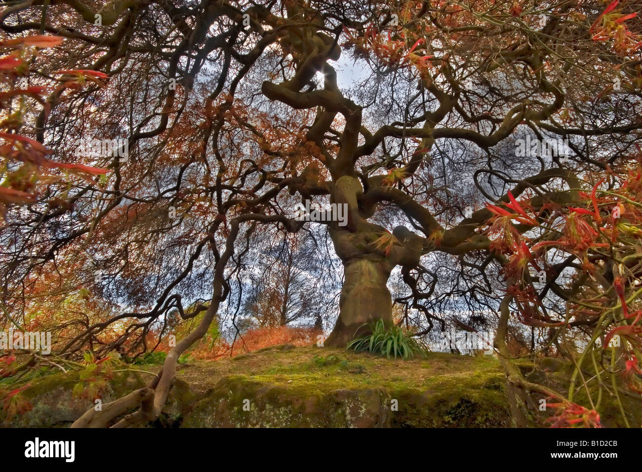 Ornamental Acer tree in garden at Wakefield Place Sussex. Also see ...