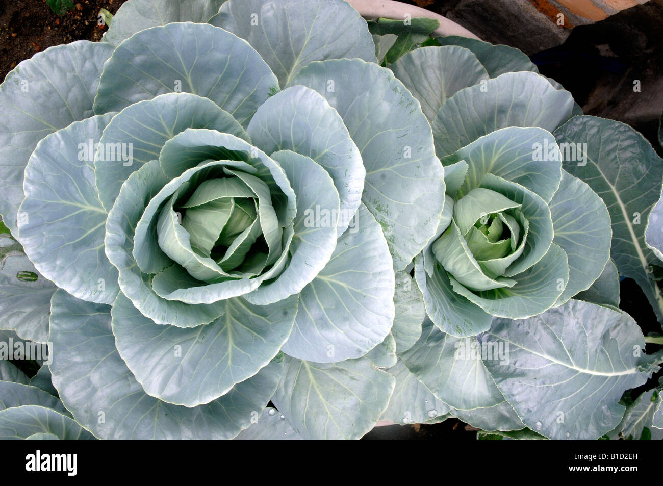 Leen flower hi-res stock photography and images - Alamy