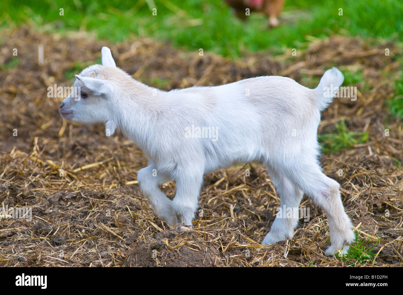 Young Pygmy Goat Kid Stock Photo - Alamy