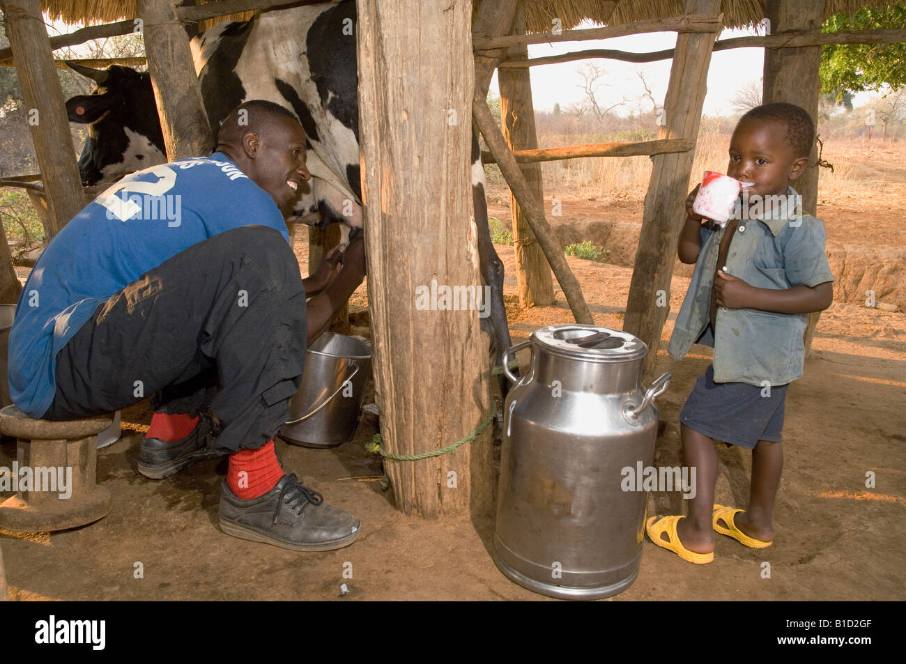Boy milking cow hi-res stock photography and images - Alamy