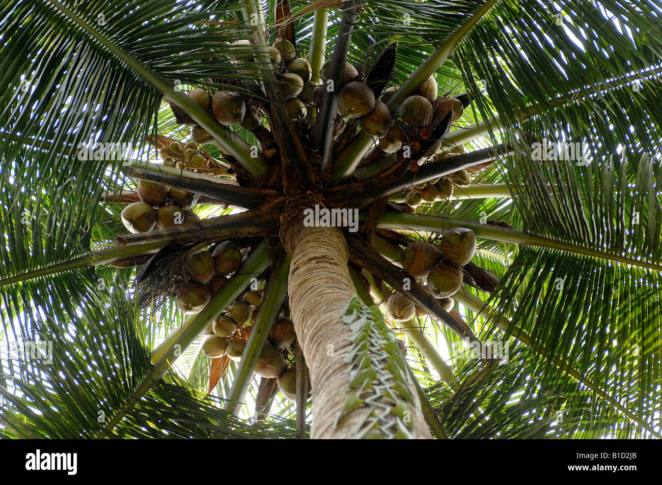 coconut tree in kerala Stock Photo - Alamy