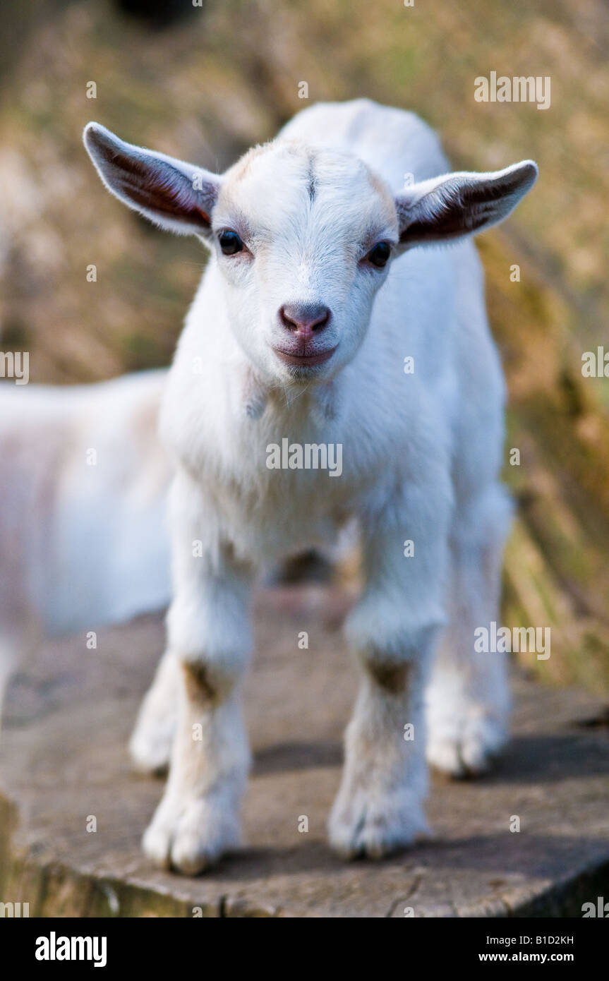 African goat farming hi-res stock photography and images - Alamy