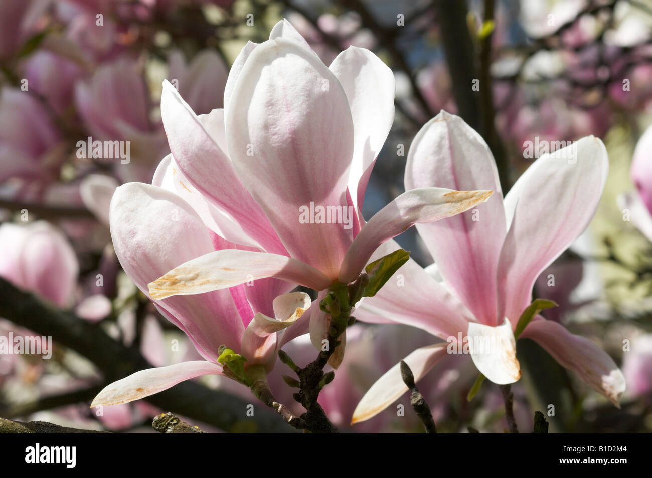 Blossoming twig of magnolia tree on blossom tree background Stock Photo ...