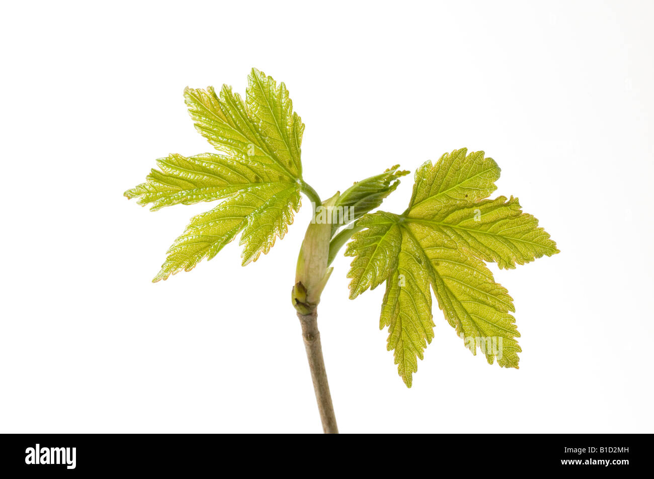New shoot tip of maple in spring Stock Photo - Alamy