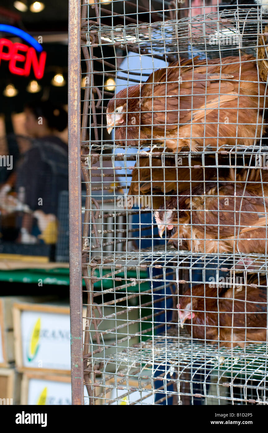 Caged chickens at an open air market, USA Stock Photo - Alamy