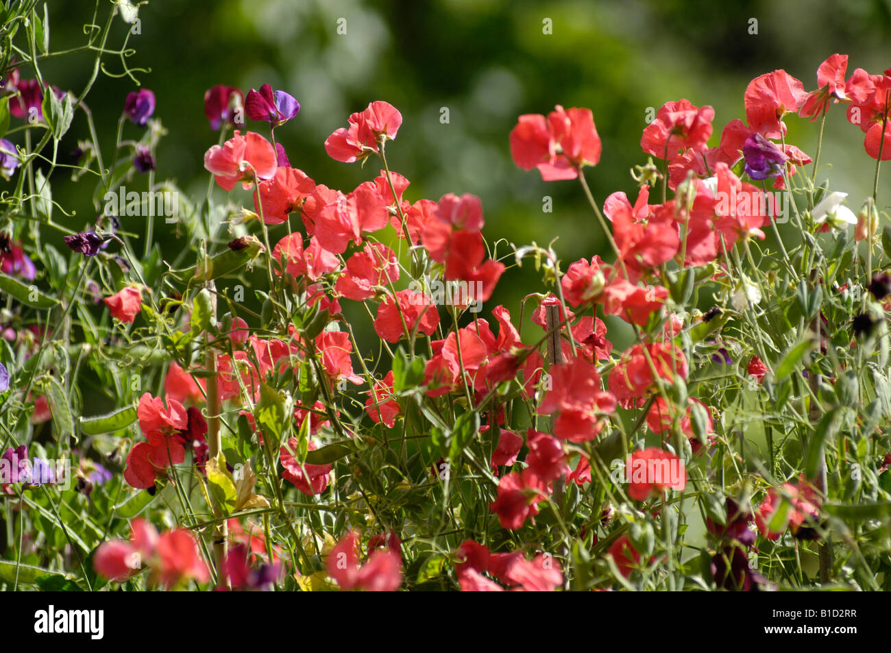 Sweet peas Lathyrus odoratus Stock Photo - Alamy