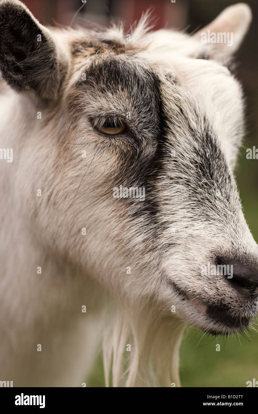 a goat's face Stock Photo - Alamy