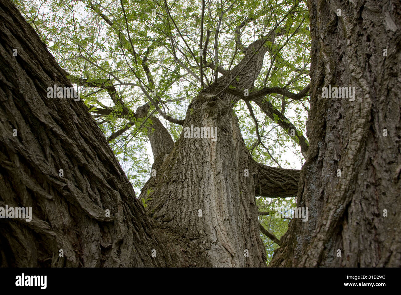 Old elm tree hi-res stock photography and images - Alamy