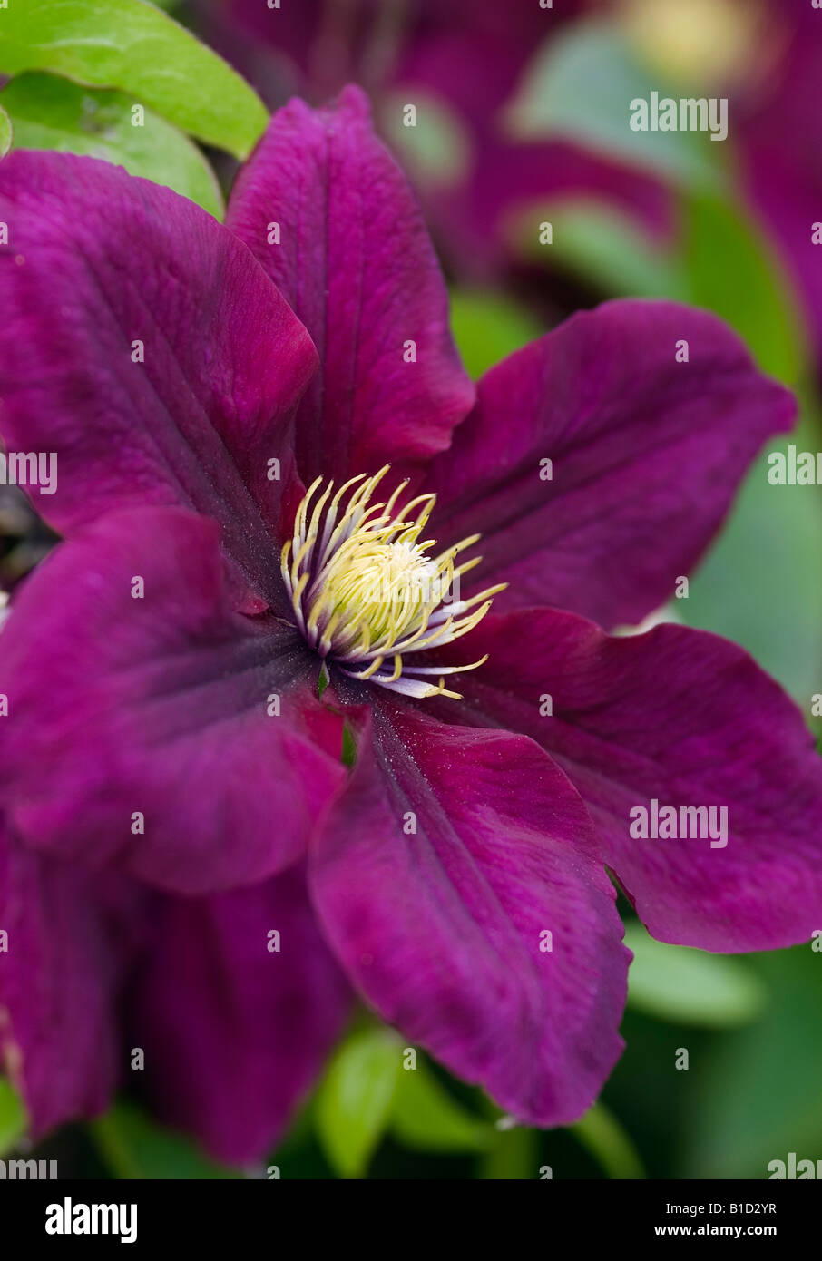 Red flowering clematis hi-res stock photography and images - Alamy