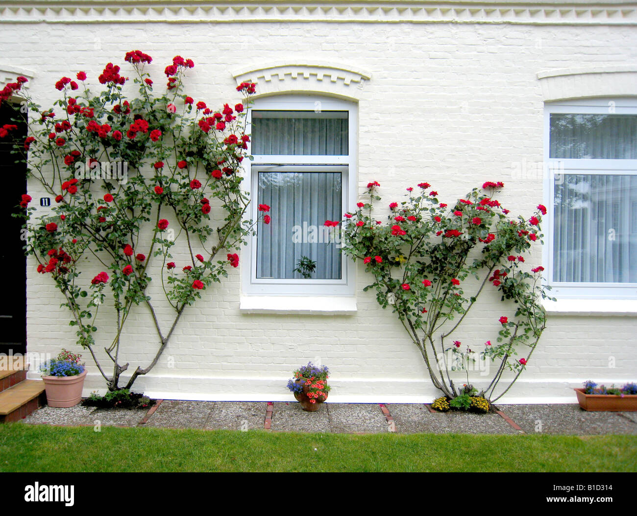 Roses outside a house in Westerland Sylt Germany Stock Photo - Alamy