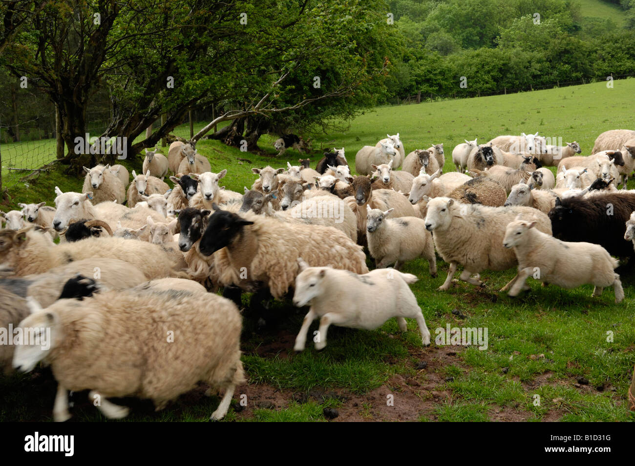 Flock of Welsh hill sheep in the Black Mountains England Wales border ...
