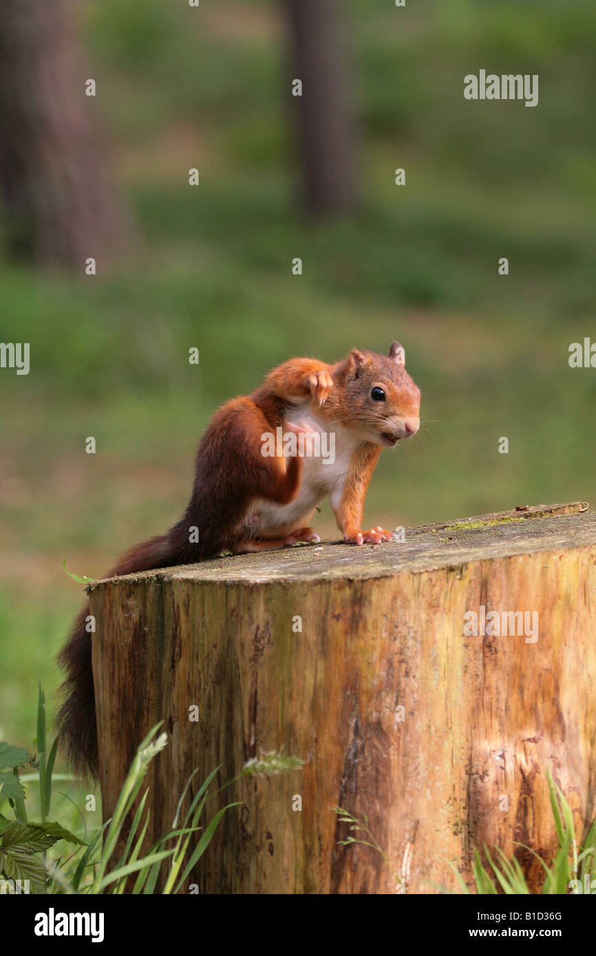 Red Squirrel scratching itself Stock Photo - Alamy