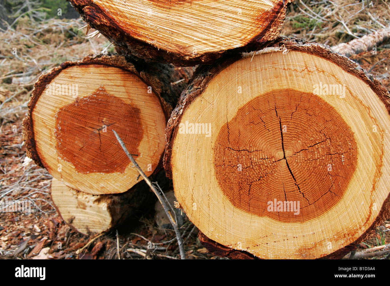 Tree rings hi-res stock photography and images - Alamy