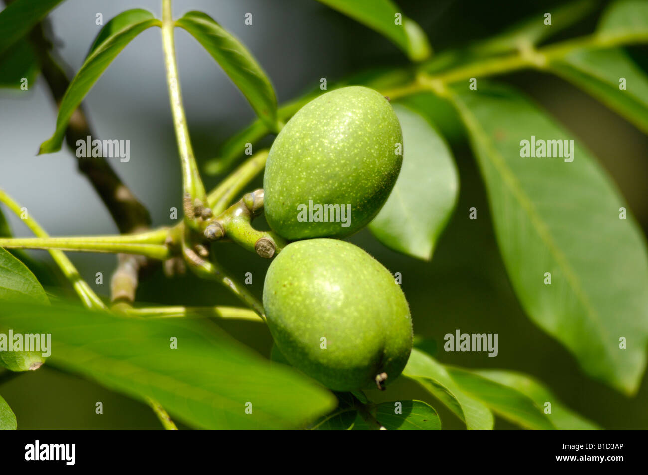 Walnut tree hi-res stock photography and images - Alamy