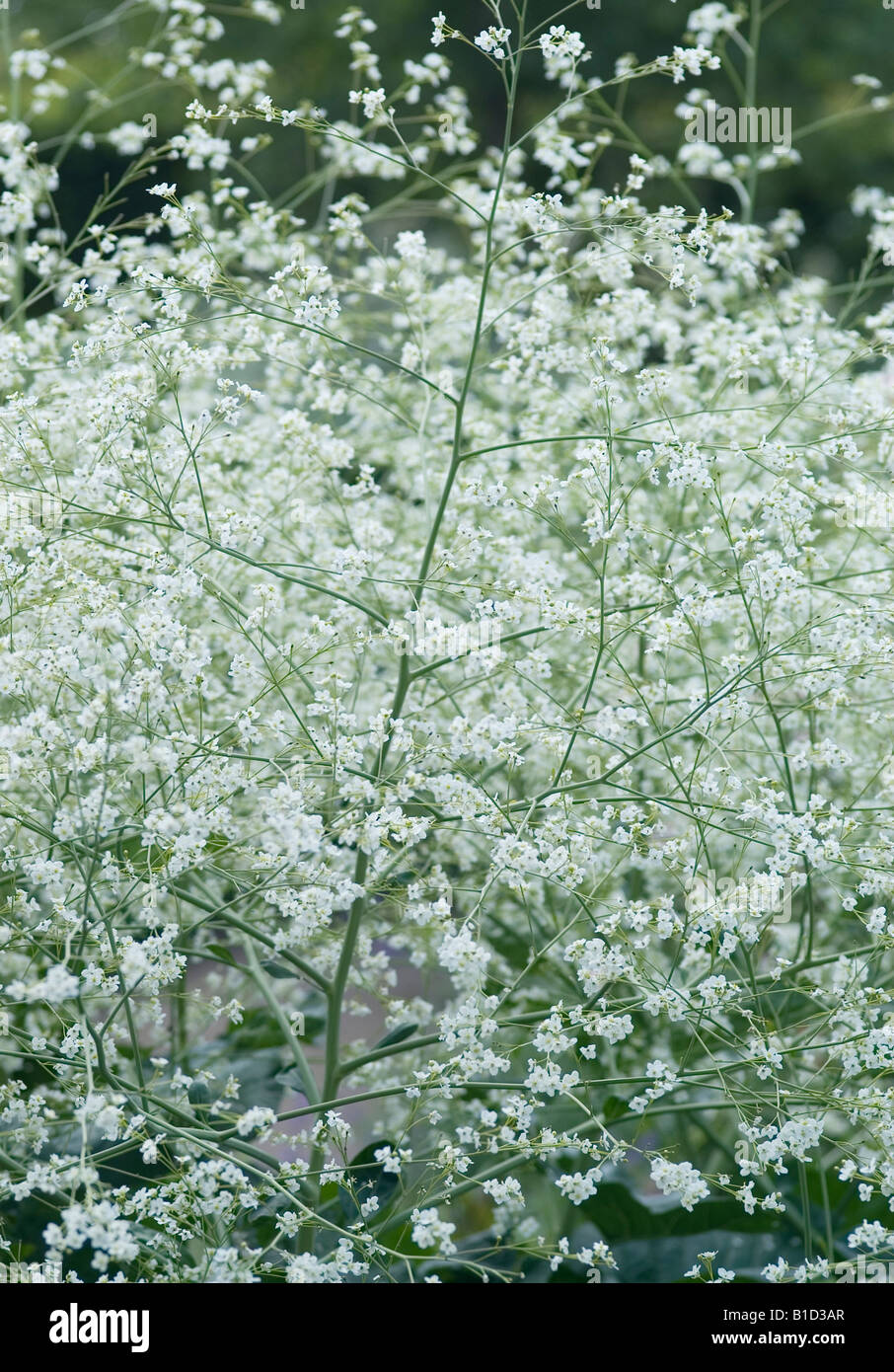 Crambe cordifolia hi-res stock photography and images - Alamy