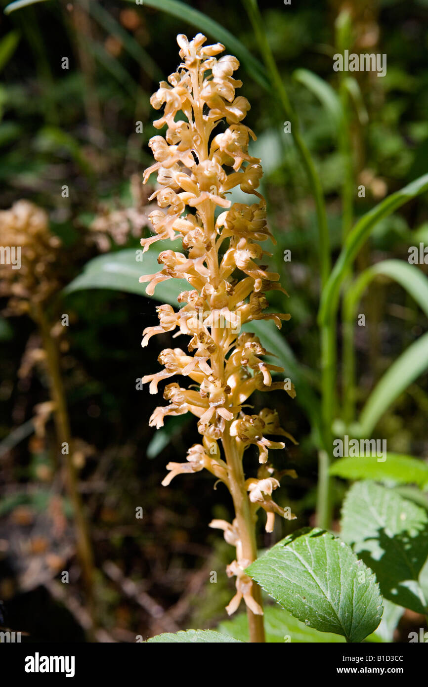 Bird's nest Orchid Neottia nidus avis flower Stock Photo - Alamy