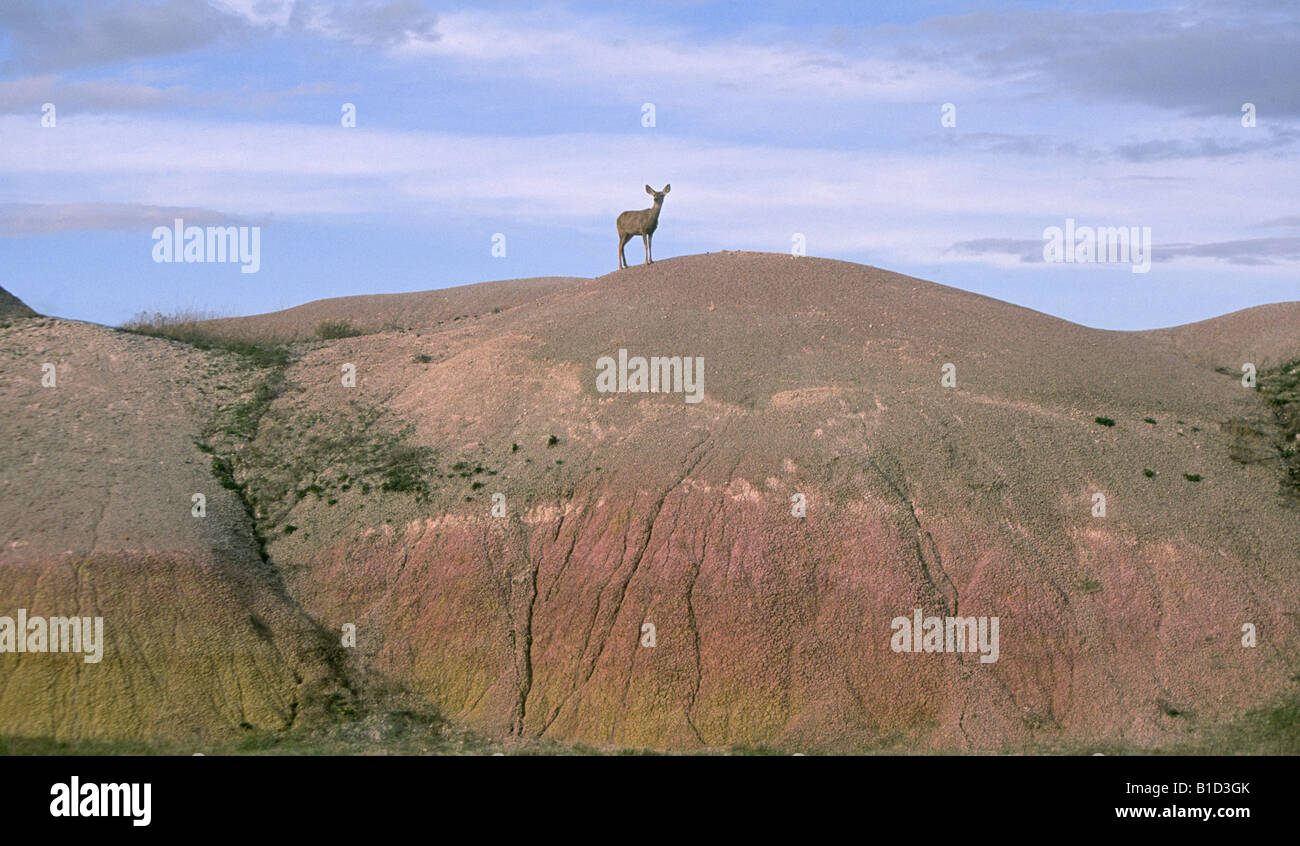 A mule deer stands on one of the eroded dunes in Badlands National park ...