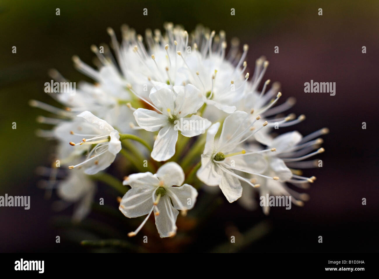 The Marsh Labrador Tea Northern Labrador Tea or Wild Rosemary ...