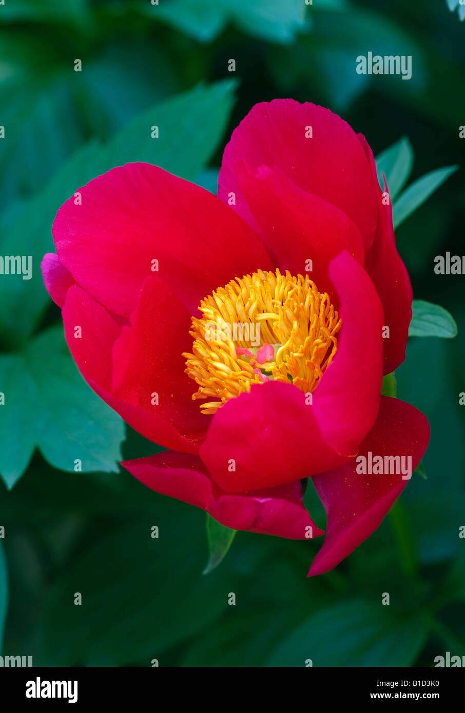 Scarlet ohara hi-res stock photography and images - Alamy