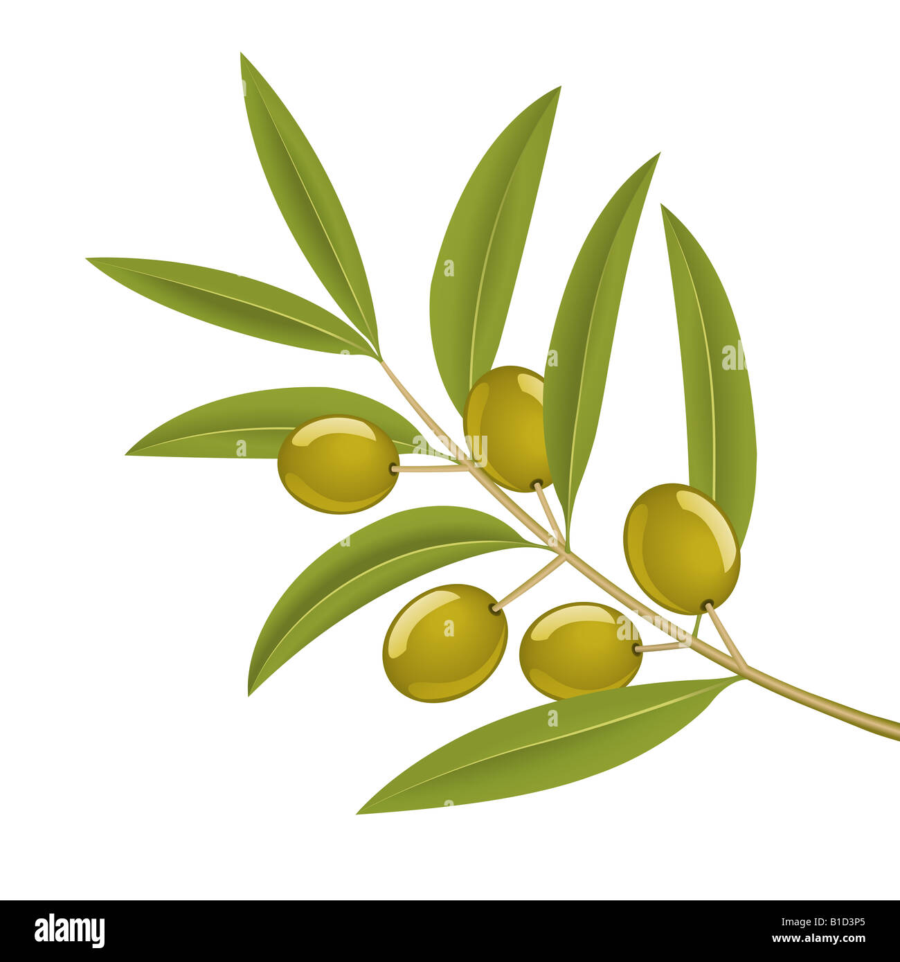 Green olives on branch detailed vector illustration Stock Photo - Alamy
