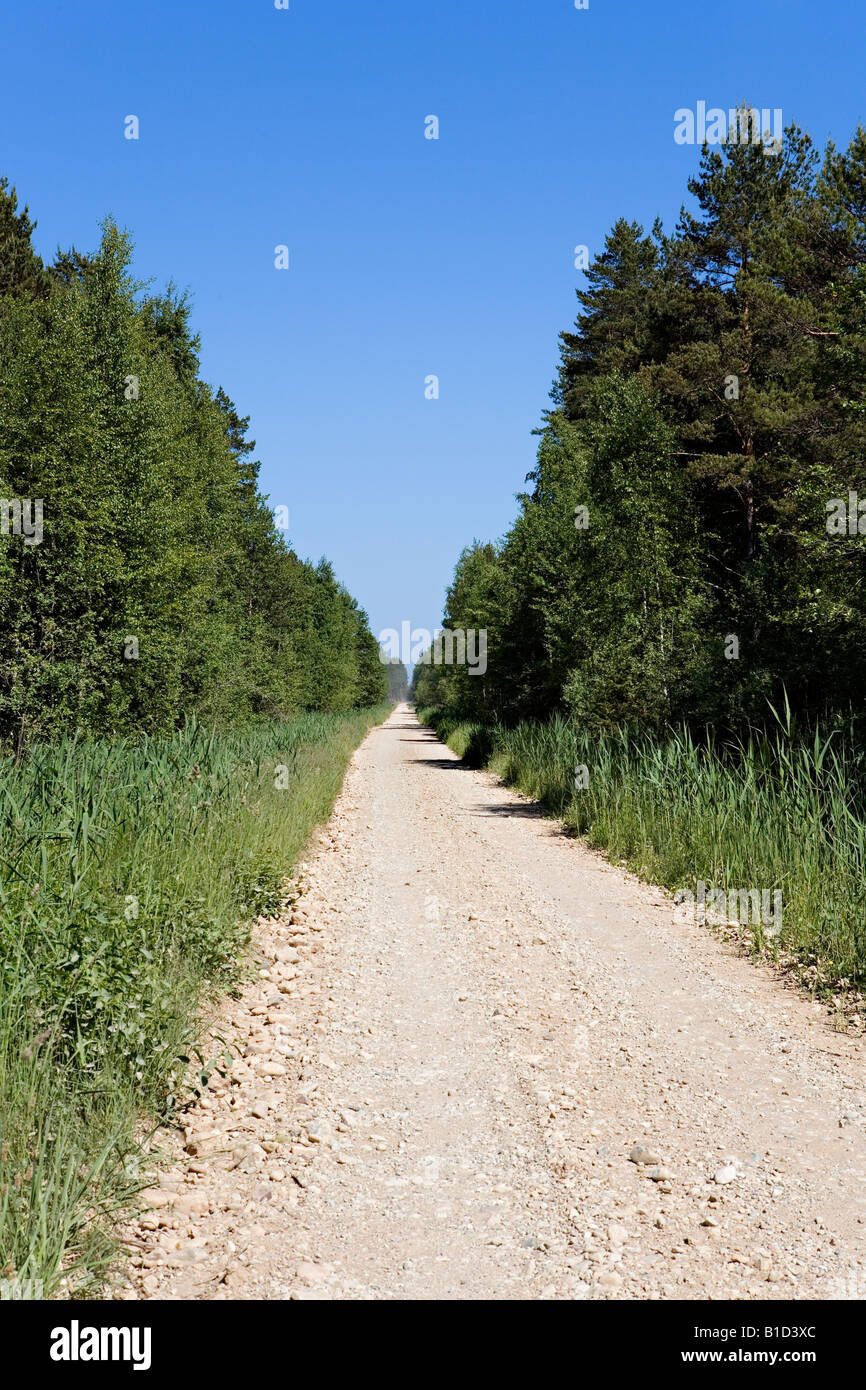 Gravel road through the forest in Engure lake nature park Latvia Stock ...