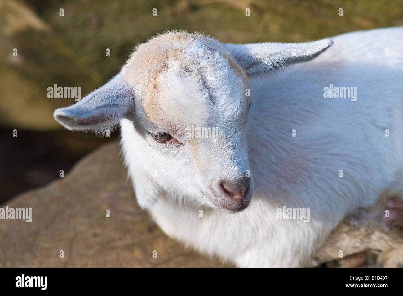 Young Pygmy Goat Kid Stock Photo - Alamy