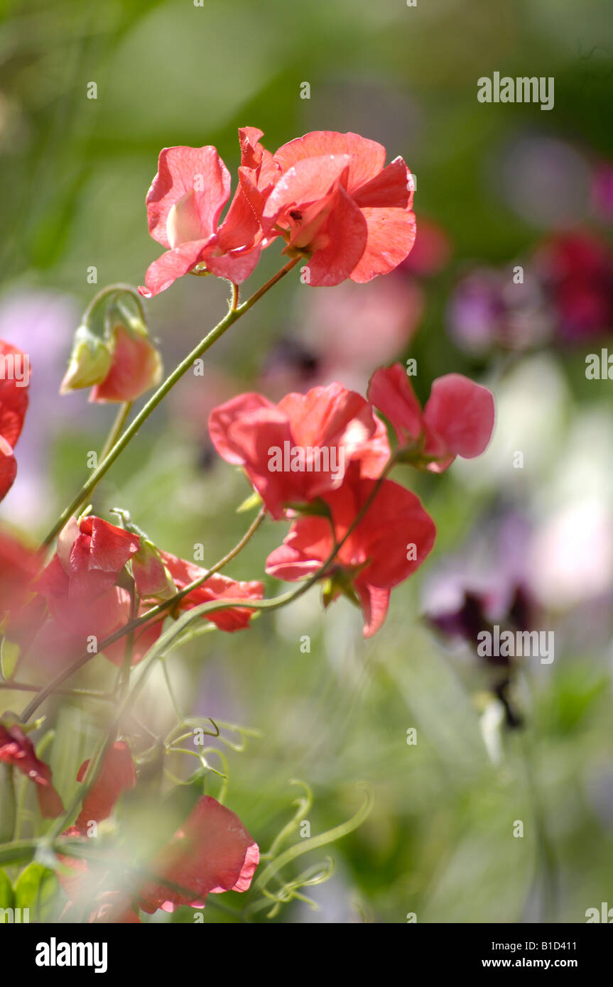 Sweet Peas In Arabic at Alice Fisher blog