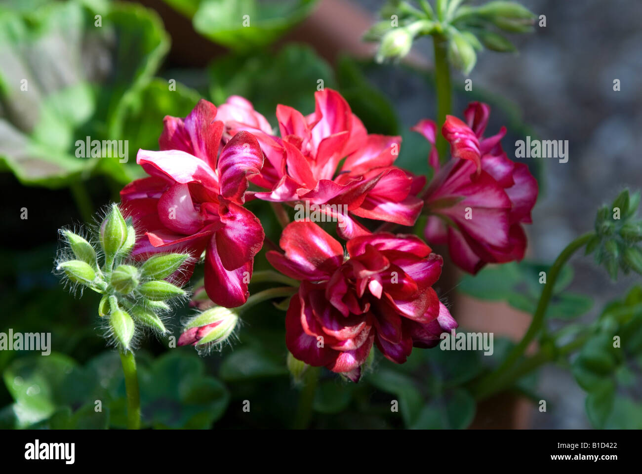Geranium close hi-res stock photography and images - Alamy
