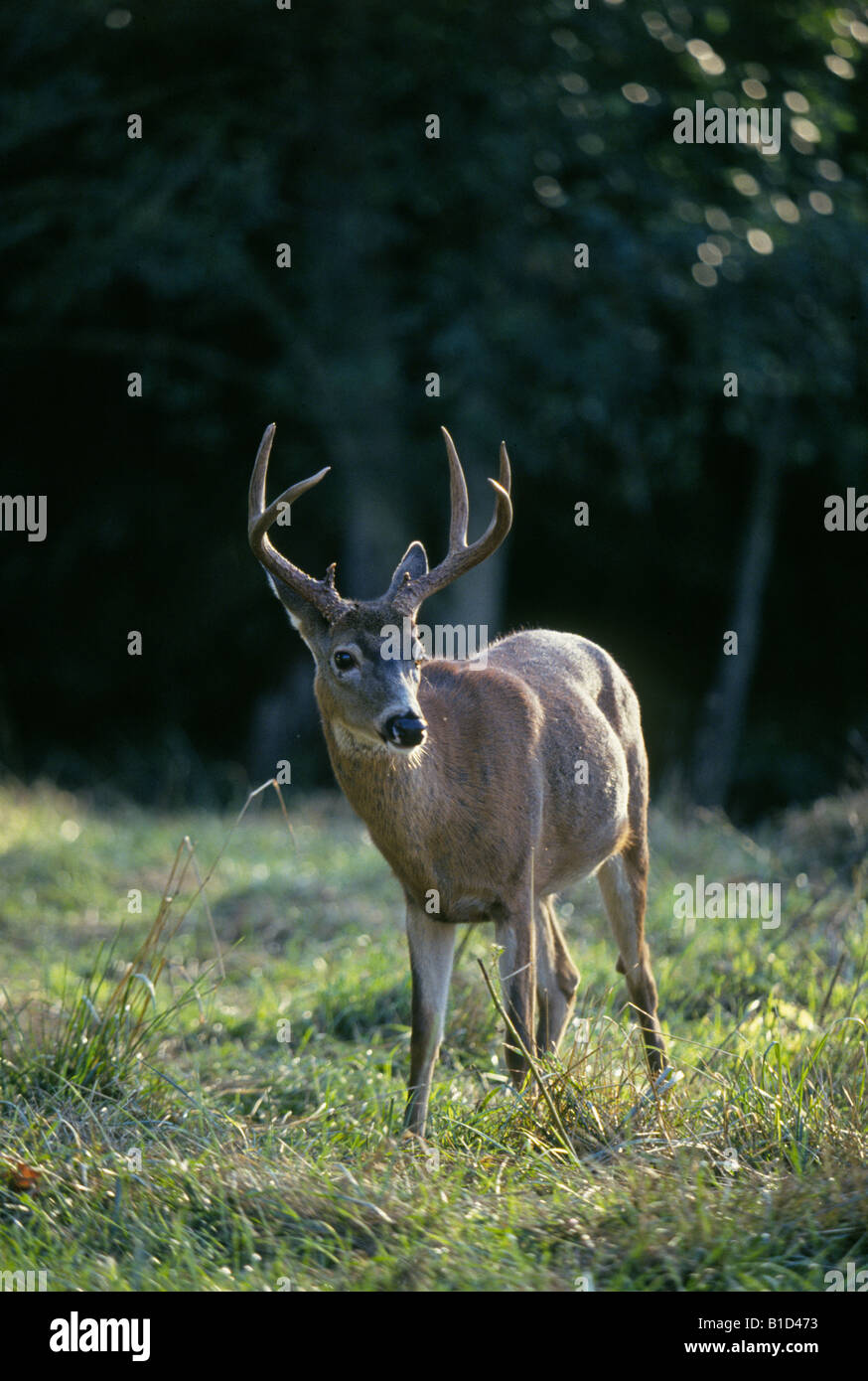 A young mule deer buck in summer colors browses in a meadow in the ...