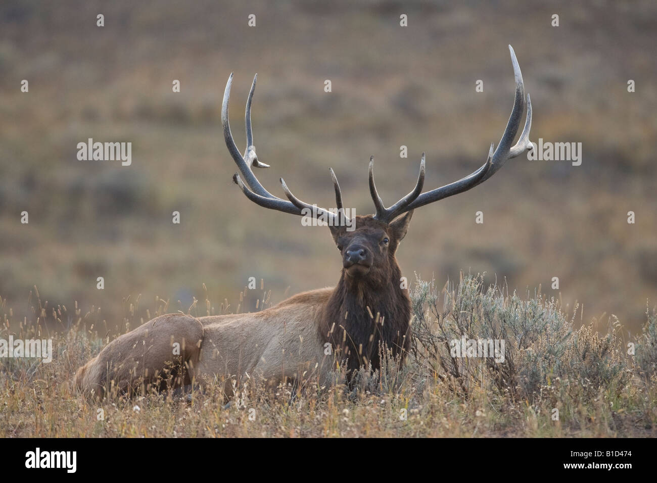 Bull elk or wapati Stock Photo - Alamy