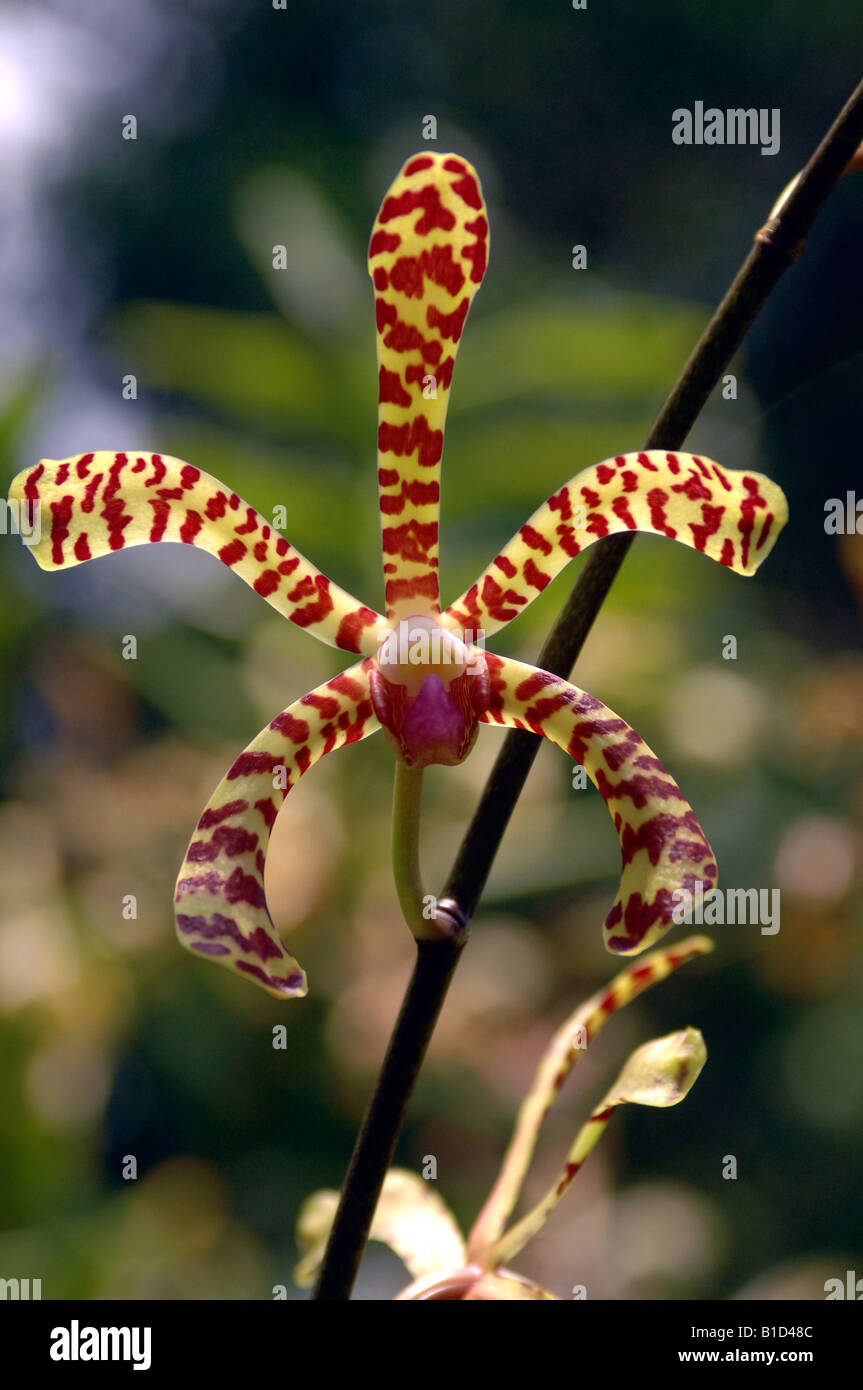 close up of an orchid Stock Photo - Alamy