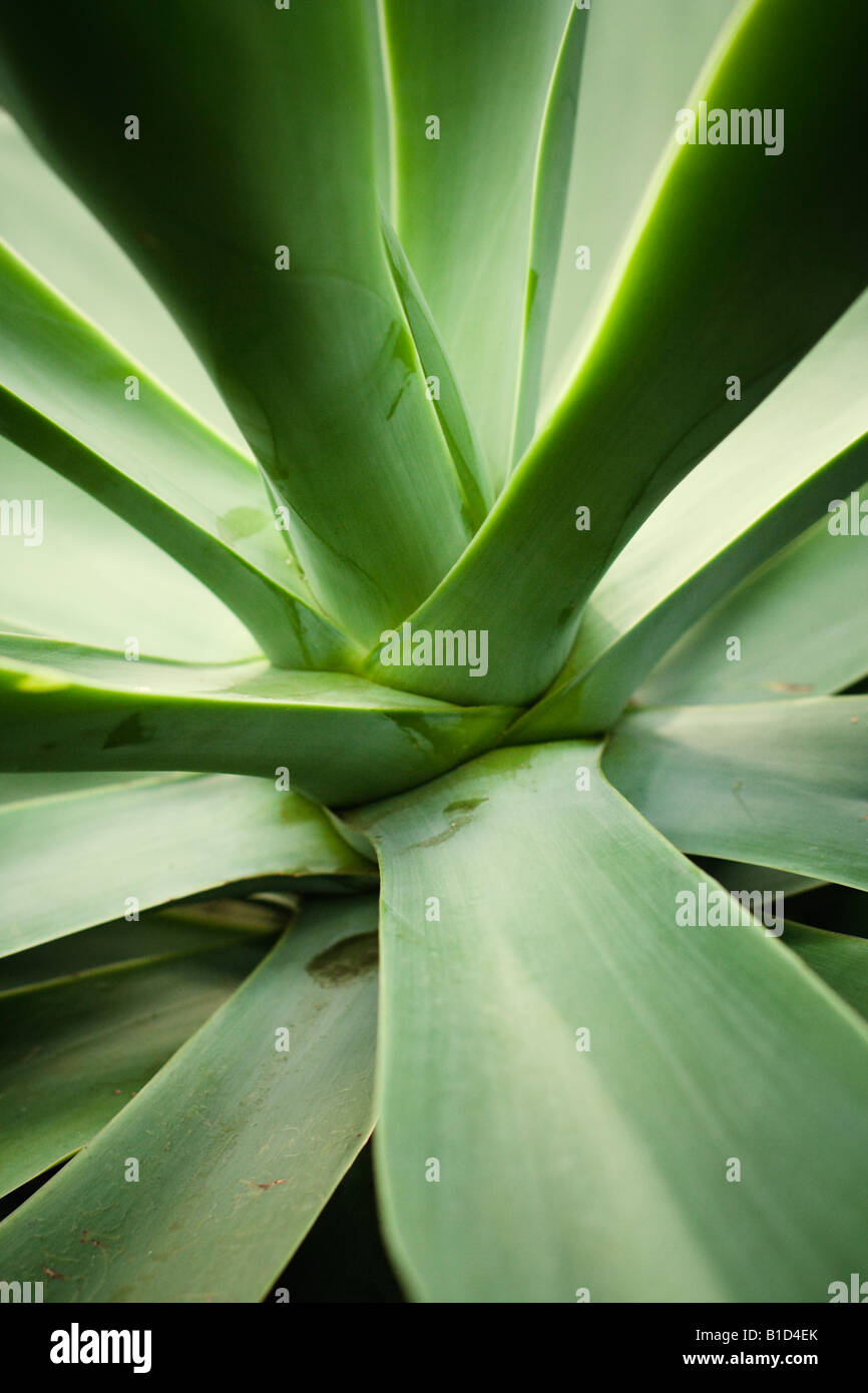 closeup on a soft tip agave attenata agaveae Mexico Stock Photo - Alamy