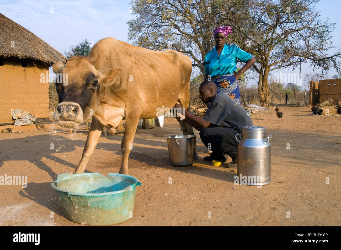 Milk production on a smallholder farm in Magoye, Zambia Stock Photo - Alamy