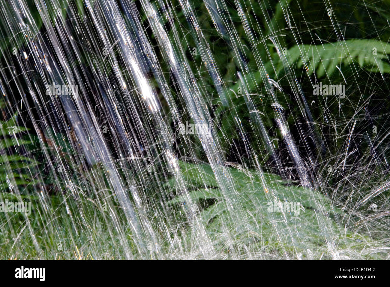 Falling waterdrops while water the garden in Kaugurciems Jurmala Latvia ...