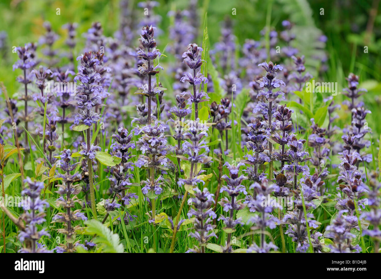 Bugle flowers hi-res stock photography and images - Alamy