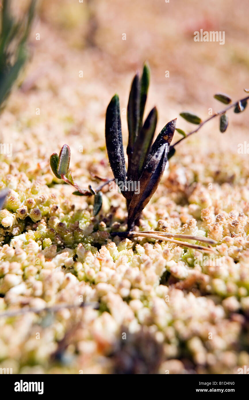 bog plant Bog-rosemary Andromeda polifolia Stock Photo - Alamy