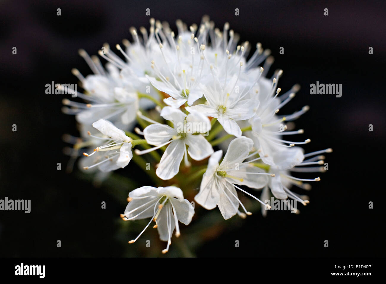 The Marsh Labrador Tea Northern Labrador Tea or Wild Rosemary ...