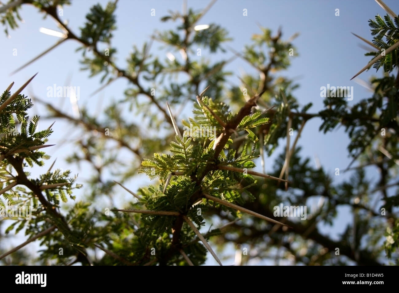 Close-up of an Acacia tree Stock Photo - Alamy