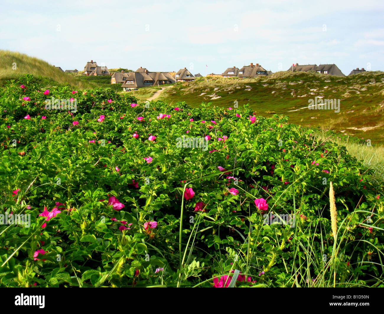 Wild roses in sand dunes with Rantum village Sylt in background Stock ...