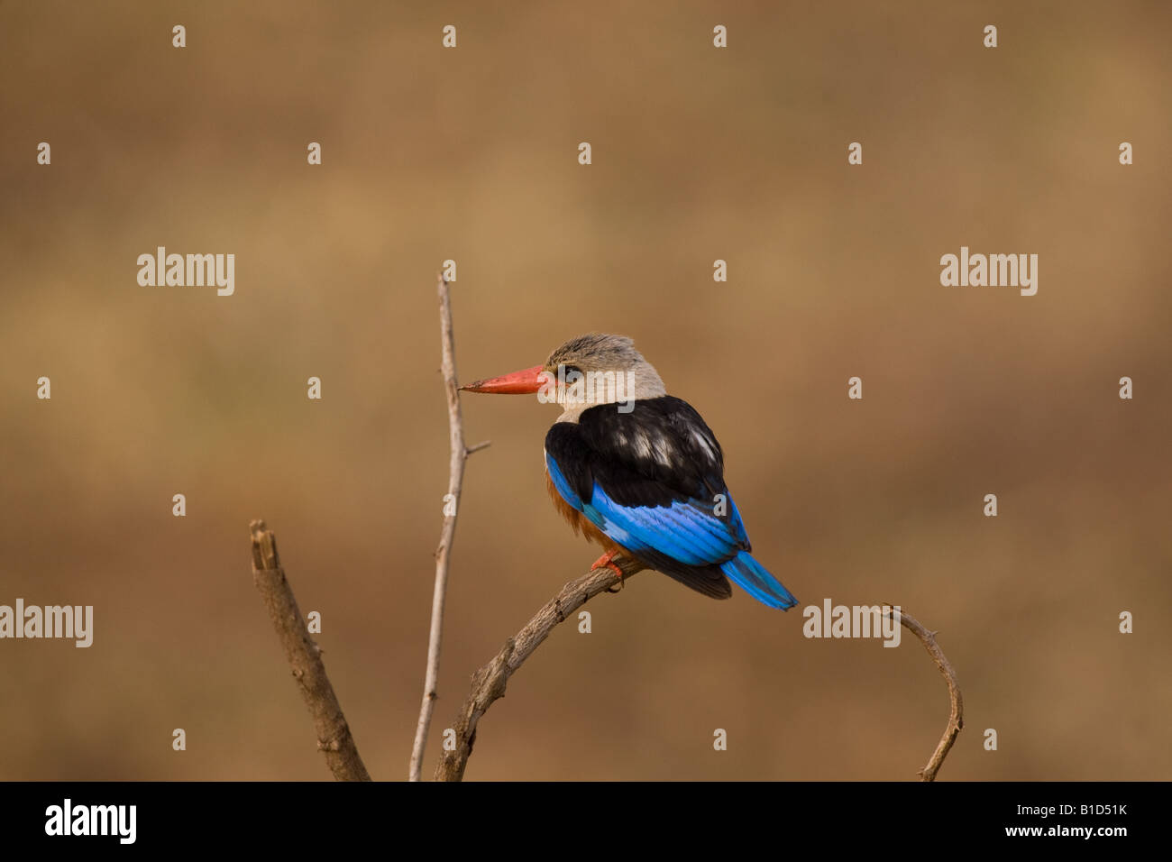 Grey headed kingfisher halcyon leucocephala hi-res stock photography ...