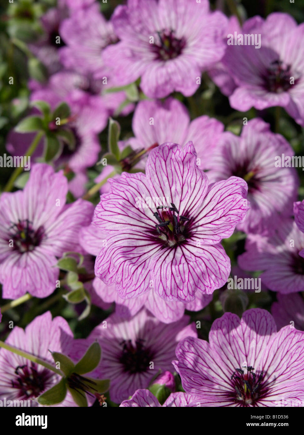 Ashy cranesbill (Geranium cinereum 'Ballerina' Stock Photo - Alamy