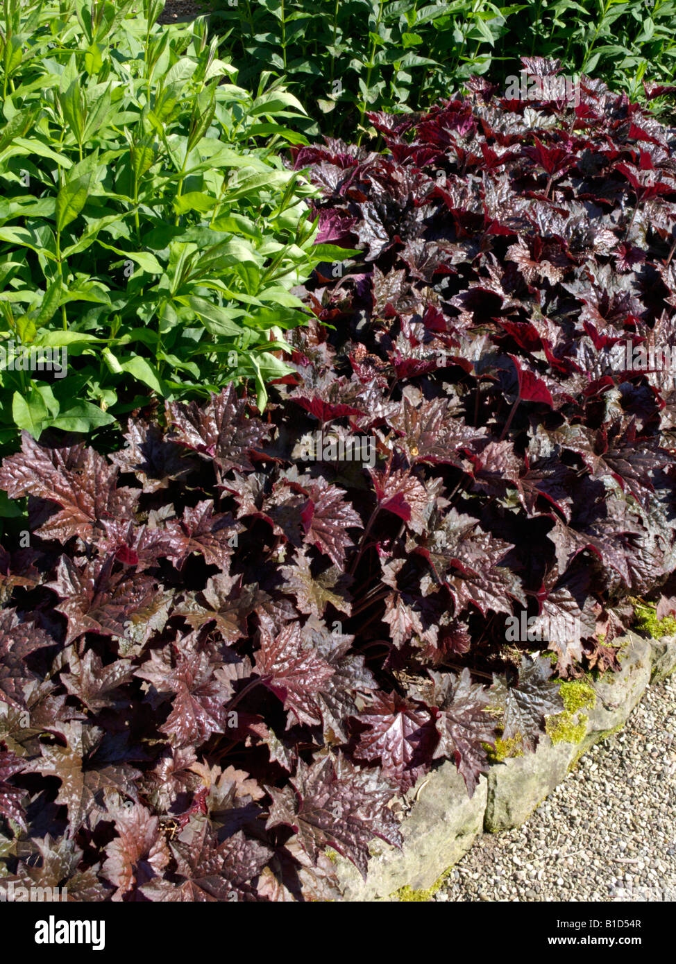 Crevice alumroot (Heuchera micrantha 'Molly Bush' Stock Photo - Alamy