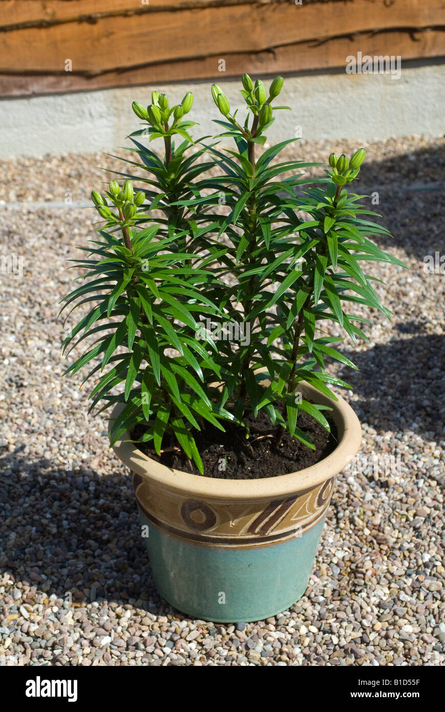 Lily in container hi-res stock photography and images - Alamy