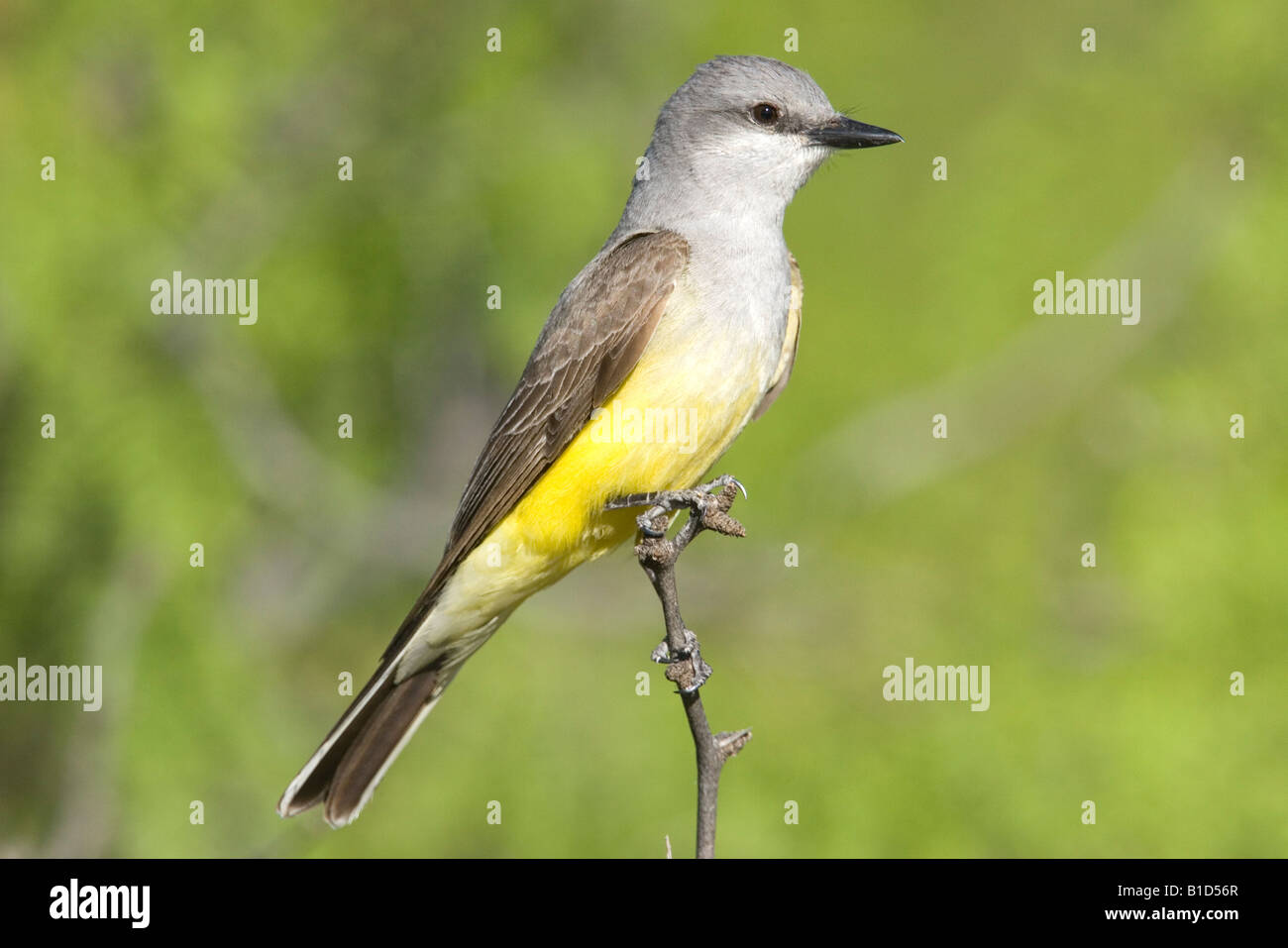 Western Kingbird Tyrannus verticalis Stock Photo - Alamy