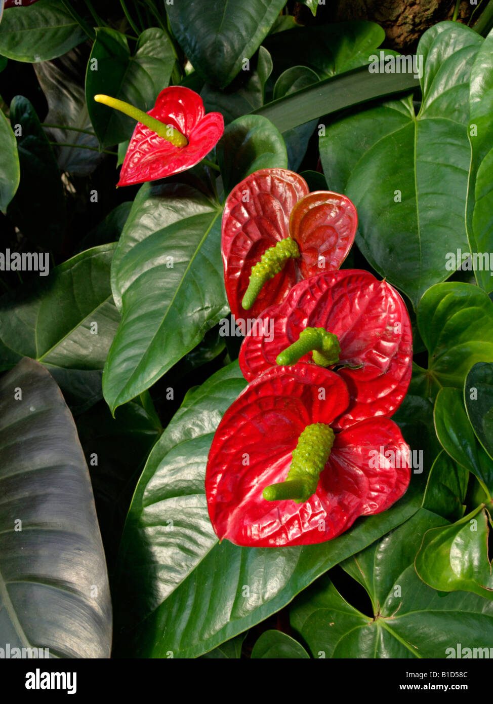 Flamingo flower (Anthurium Stock Photo - Alamy