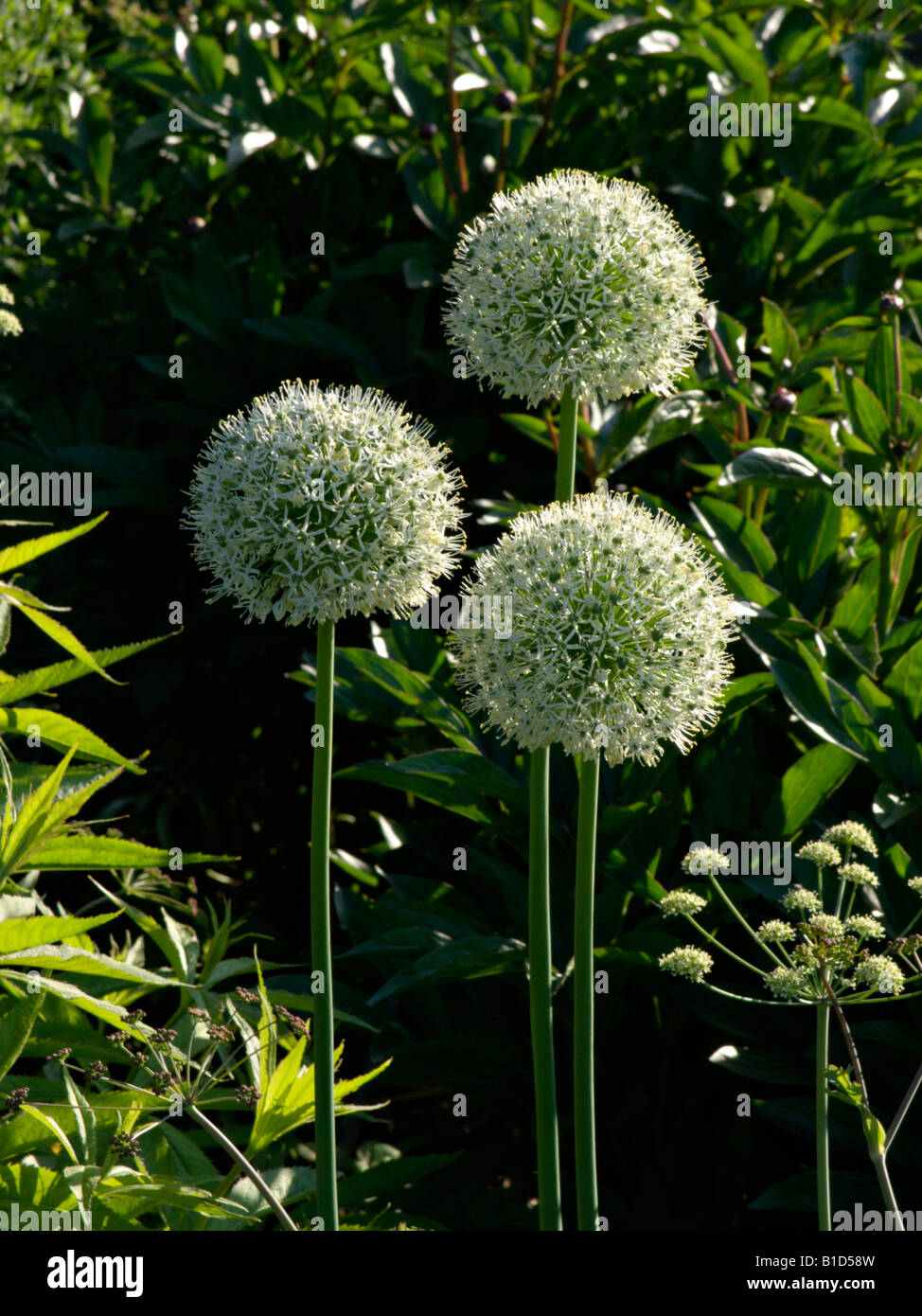 Persian shallot (Allium stipitatum 'Mont Blanc' Stock Photo - Alamy