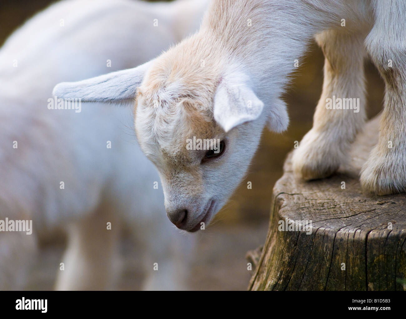 African goat farming hi-res stock photography and images - Alamy