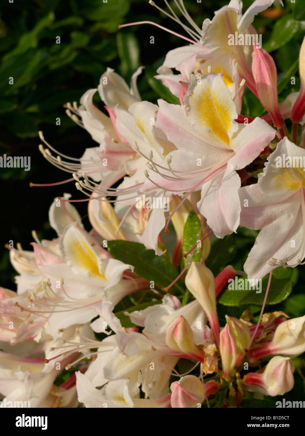 Western azalea (Rhododendron occidentale Stock Photo - Alamy