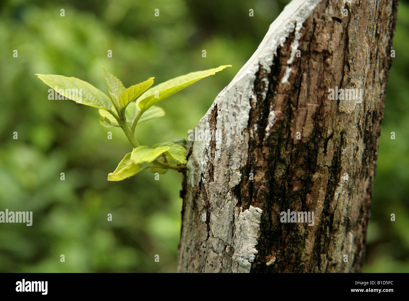Rebirth of a cut tree in a rainforest Stock Photo - Alamy