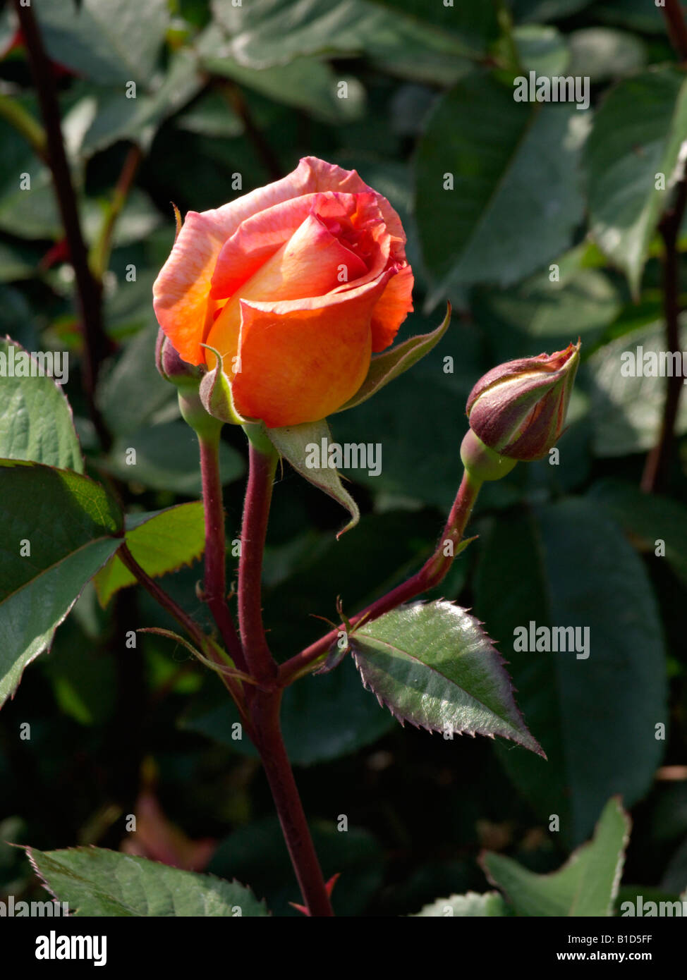 Rose (Rosa Doris Tystermann Stock Photo - Alamy